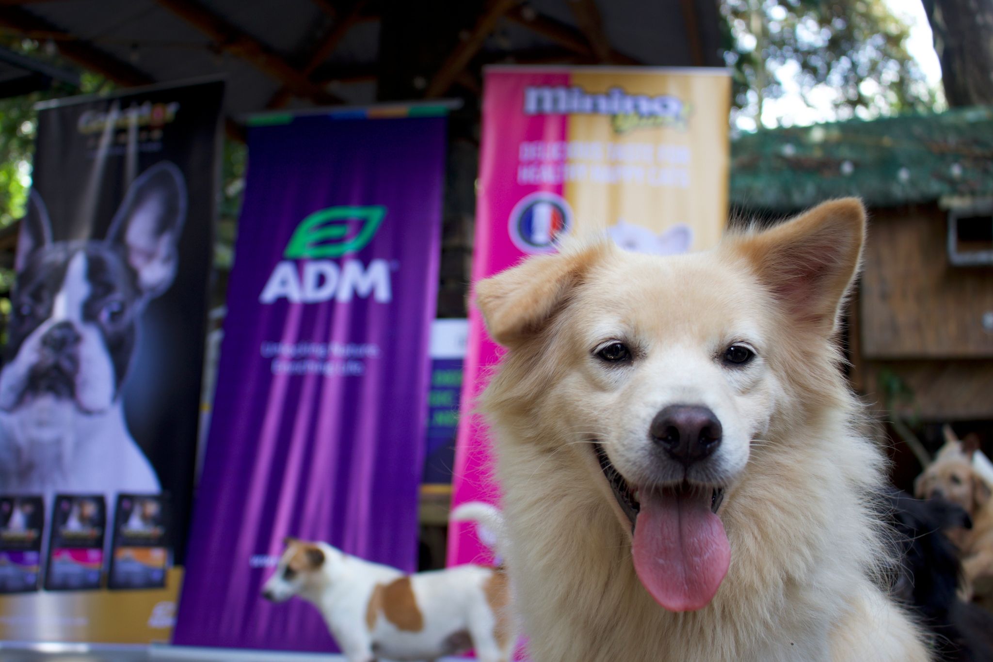 ADM Cares partners with Pawssion Project to advance pet welfare in the ...